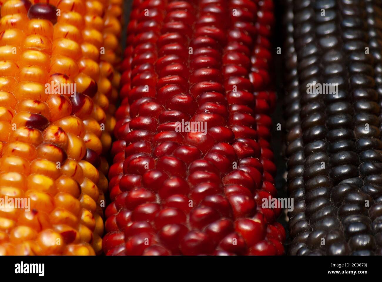 Multi color dried corn agriculture product from Guatemala. Zea mays ...