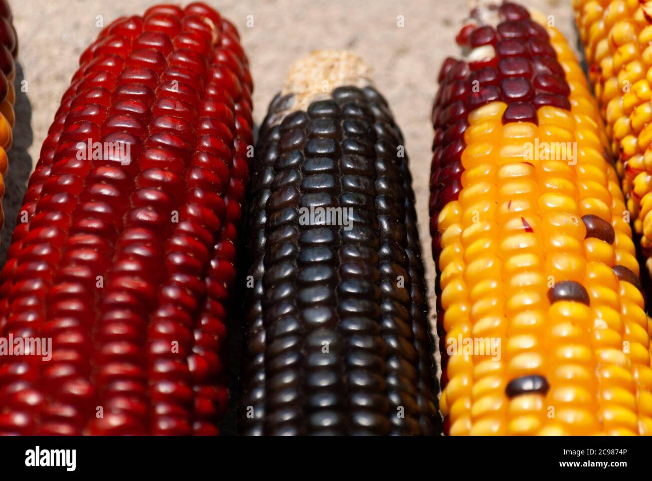 Multi color dried corn agriculture product from Guatemala. Zea mays ...