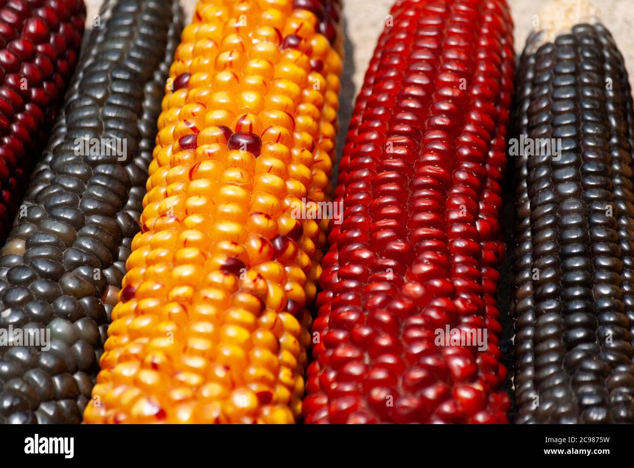 Multi color dried corn agriculture product from Guatemala. Zea mays ...