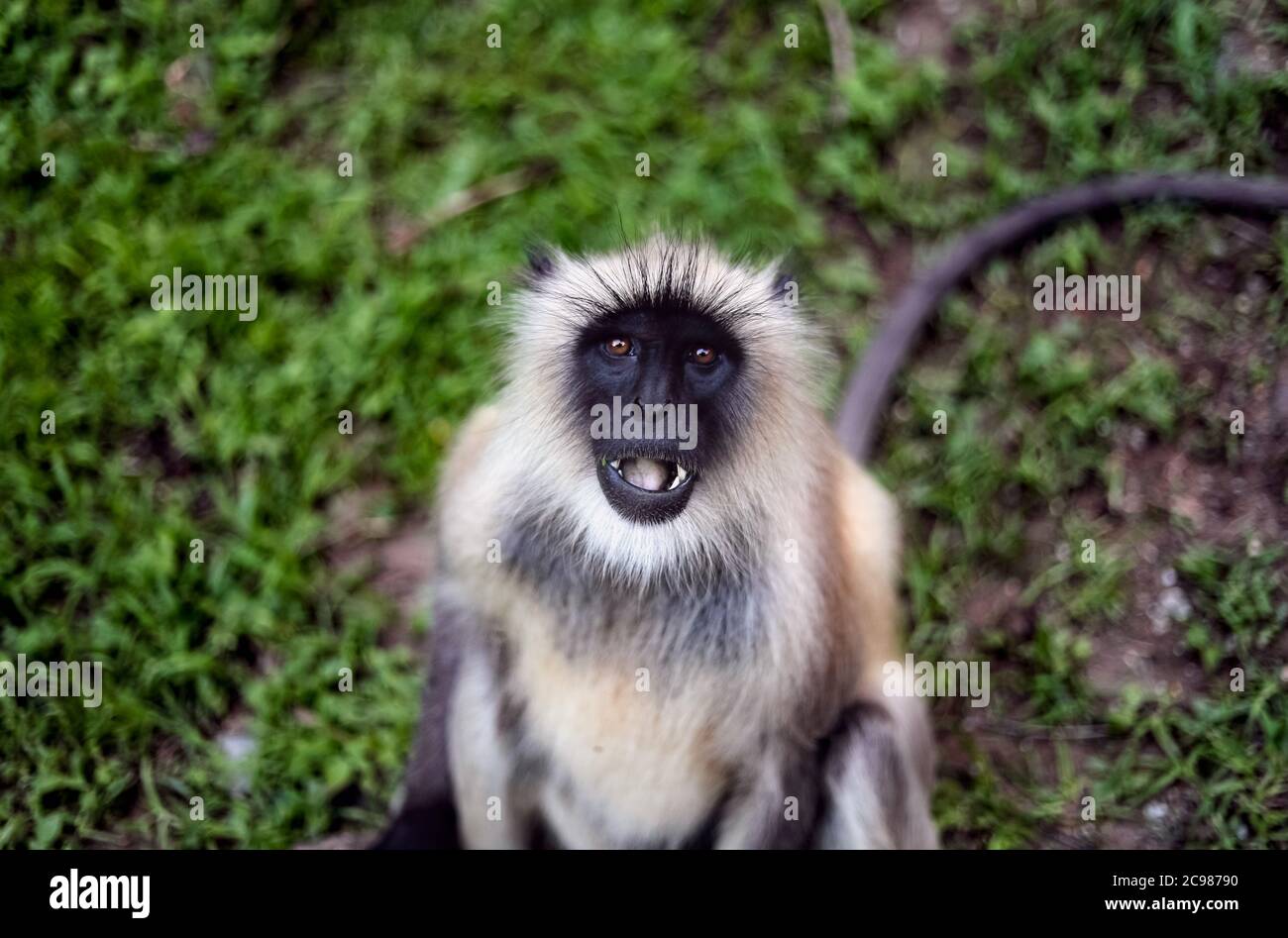 Incredible india reaction hi-res stock photography and images - Alamy