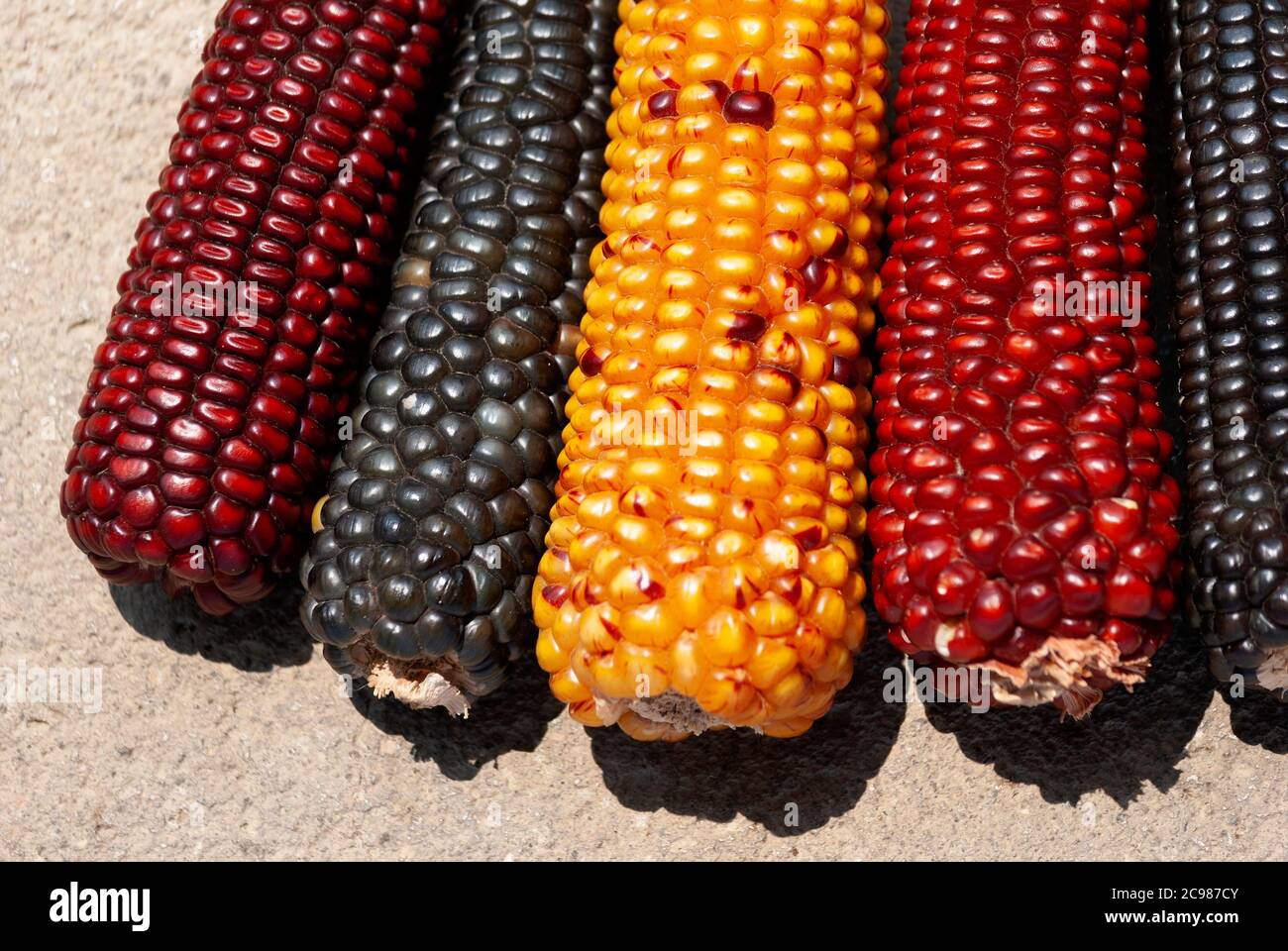 Multi color dried corn agriculture product from Guatemala. Zea mays ...