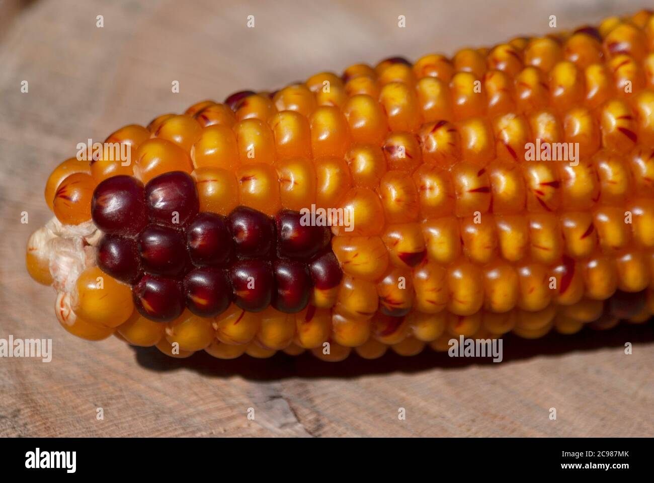 Multi color dried corn agriculture product from Guatemala. Zea mays ...