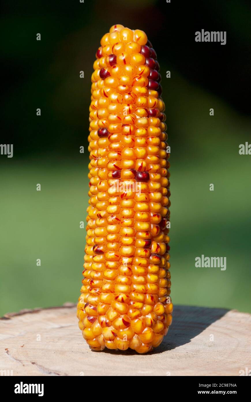Multi color dried corn agriculture product from Guatemala. Zea mays ...