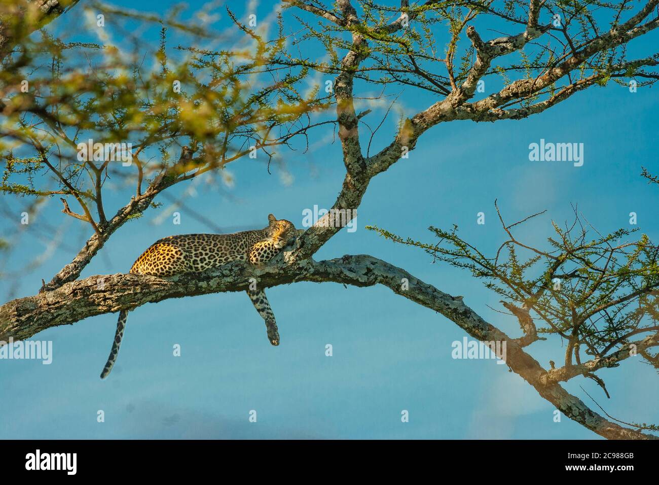 Leopard sleeping in yellow bark acacia forest, Ngorongoro Crater ...