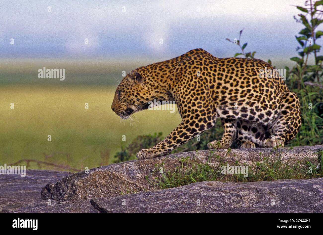 Leopard Serengeti National Park, Tanzania. Stalking prey Stock Photo ...