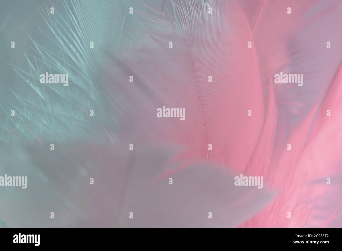 Exotic texture feathers background close up. Pink and aquamarine ...