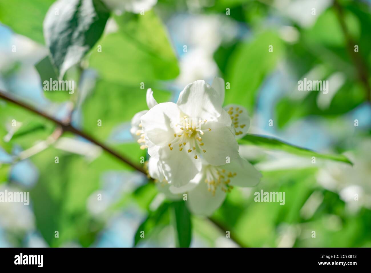 Detail of a jasmine flowers plant in the forest. Beautiful Background ...