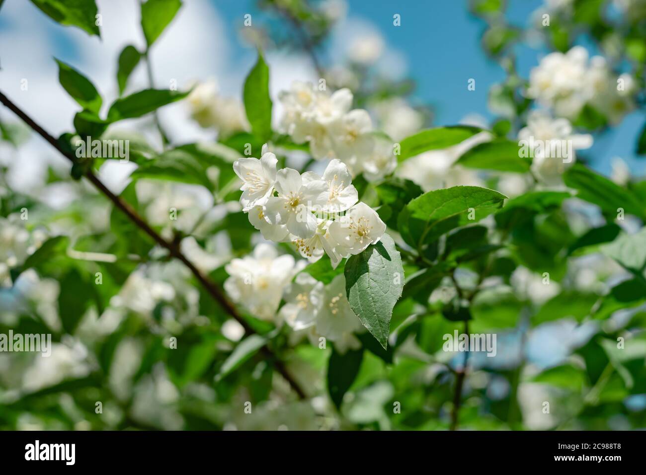 Detail of a jasmine flowers plant in the forest. Beautiful Background ...