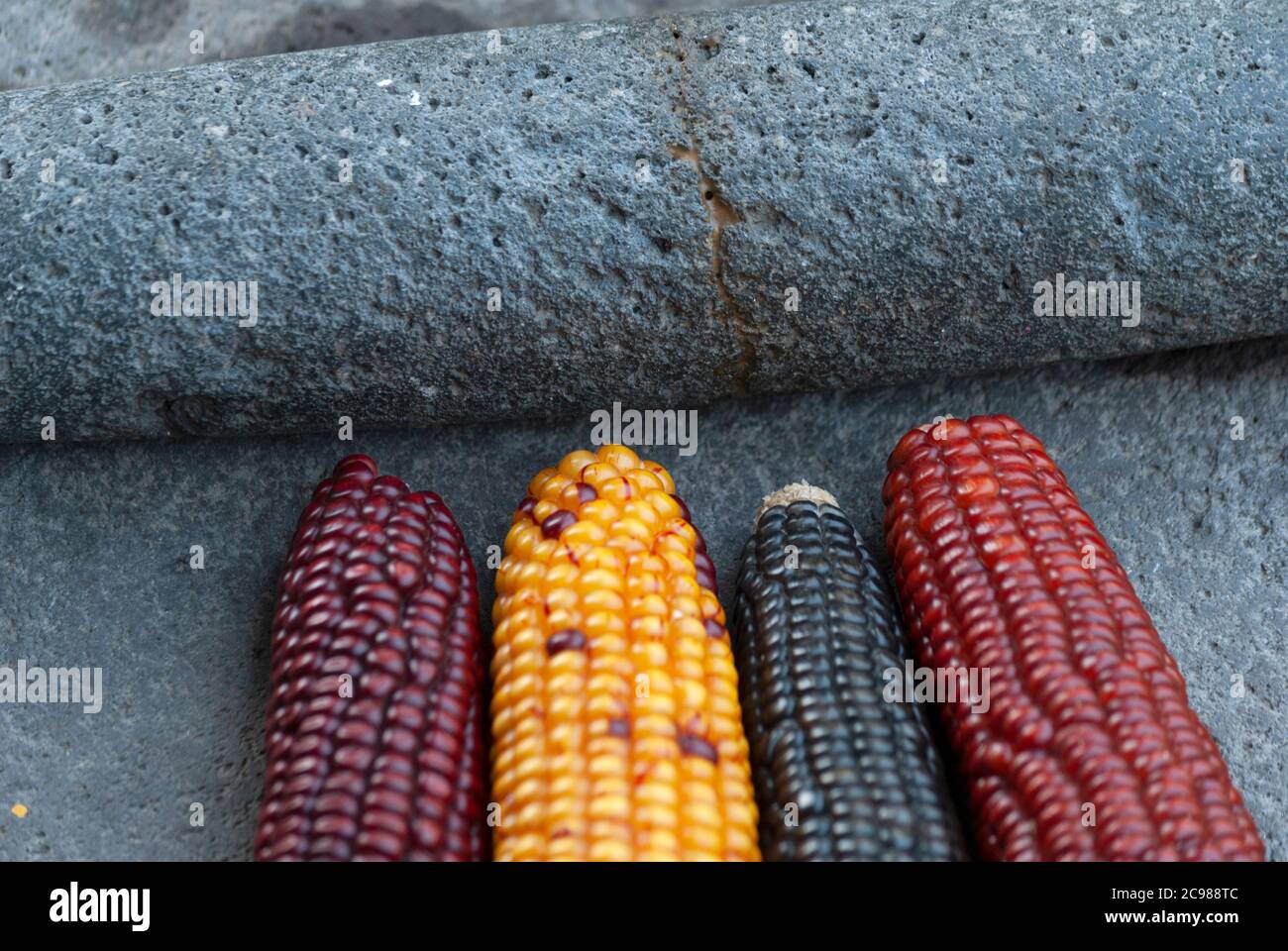 Multi color dried corn agriculture product from Guatemala. Zea mays ...