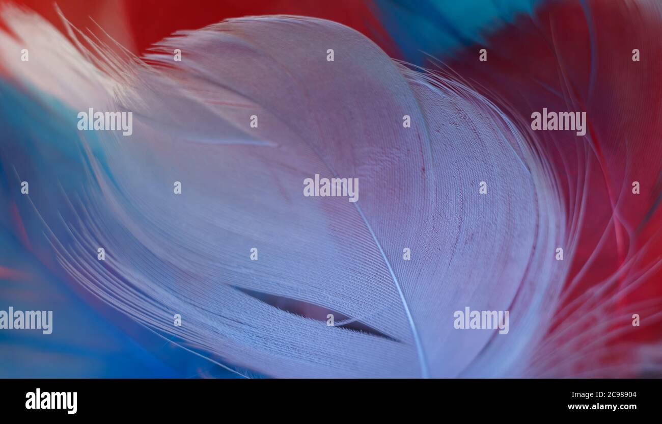 Exotic texture feathers background close up. Red, blue, gray feathers ...