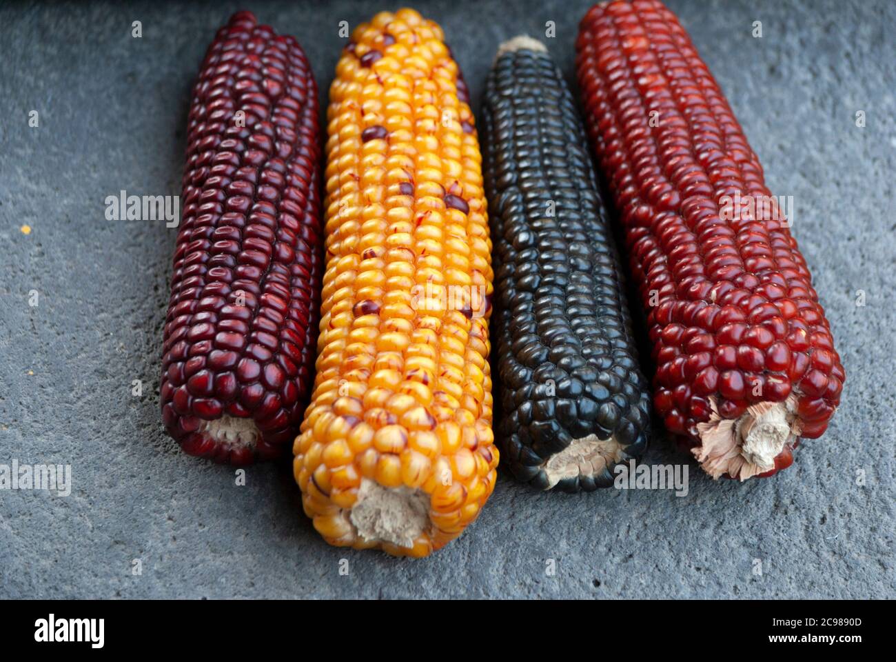 Multi color dried corn agriculture product from Guatemala. Zea mays ...