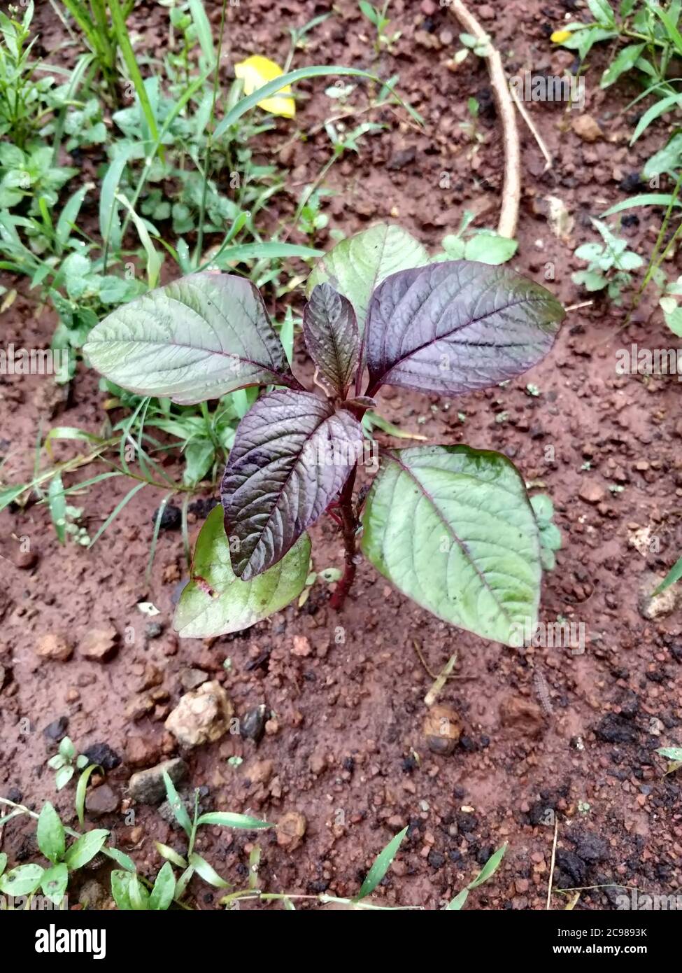 Vertical top view of purple ruffles basil on the ground after rain ...