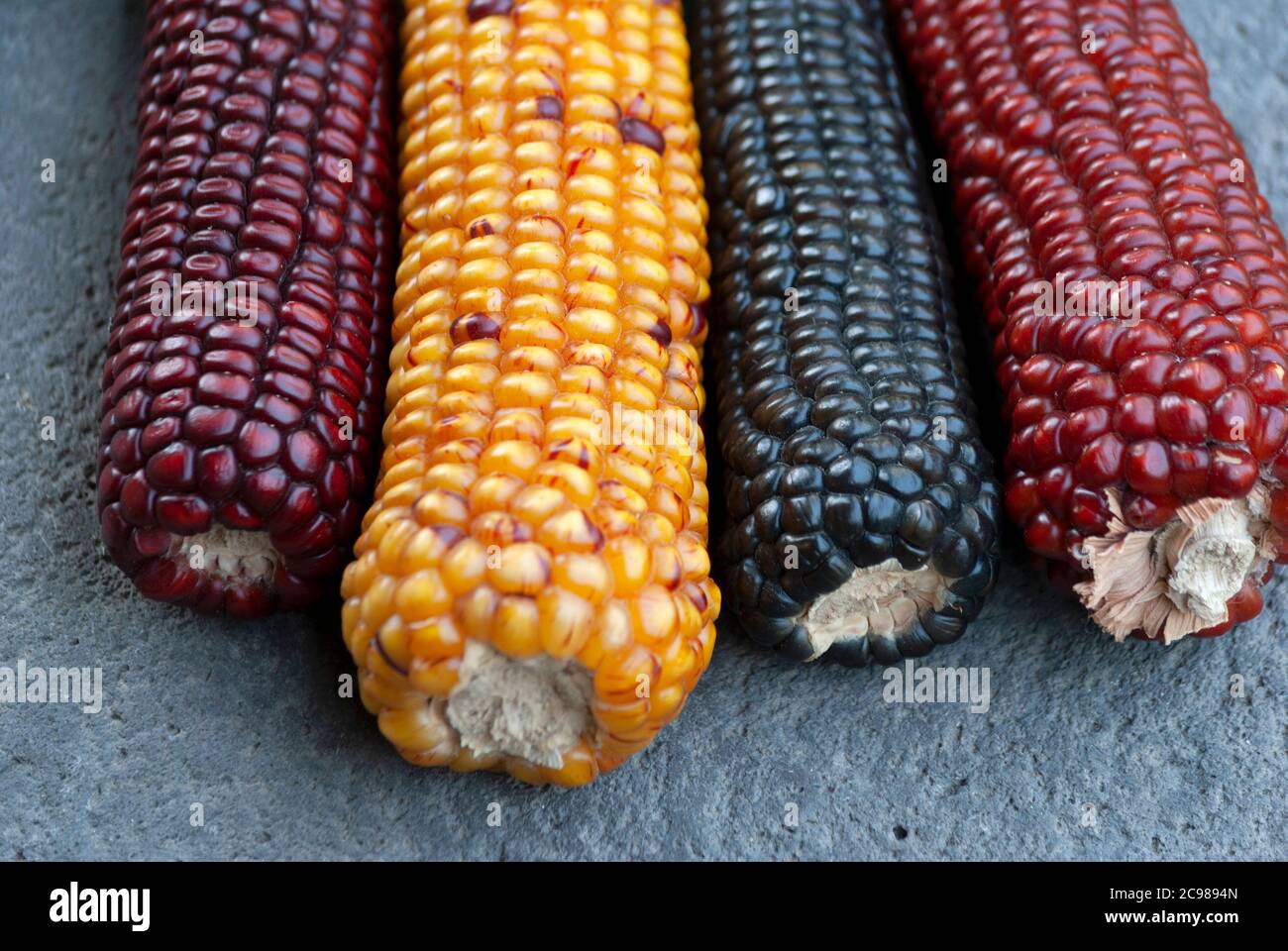 Multi color dried corn agriculture product from Guatemala. Zea mays ...