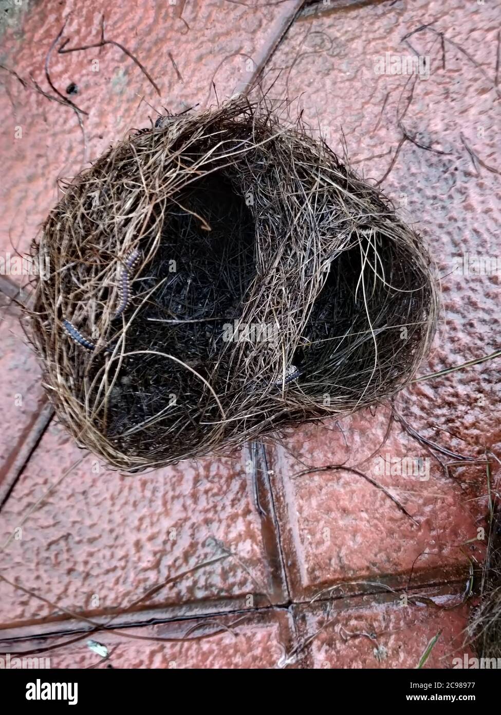 Vertical top view of incredible engineering of bird nest after rain ...