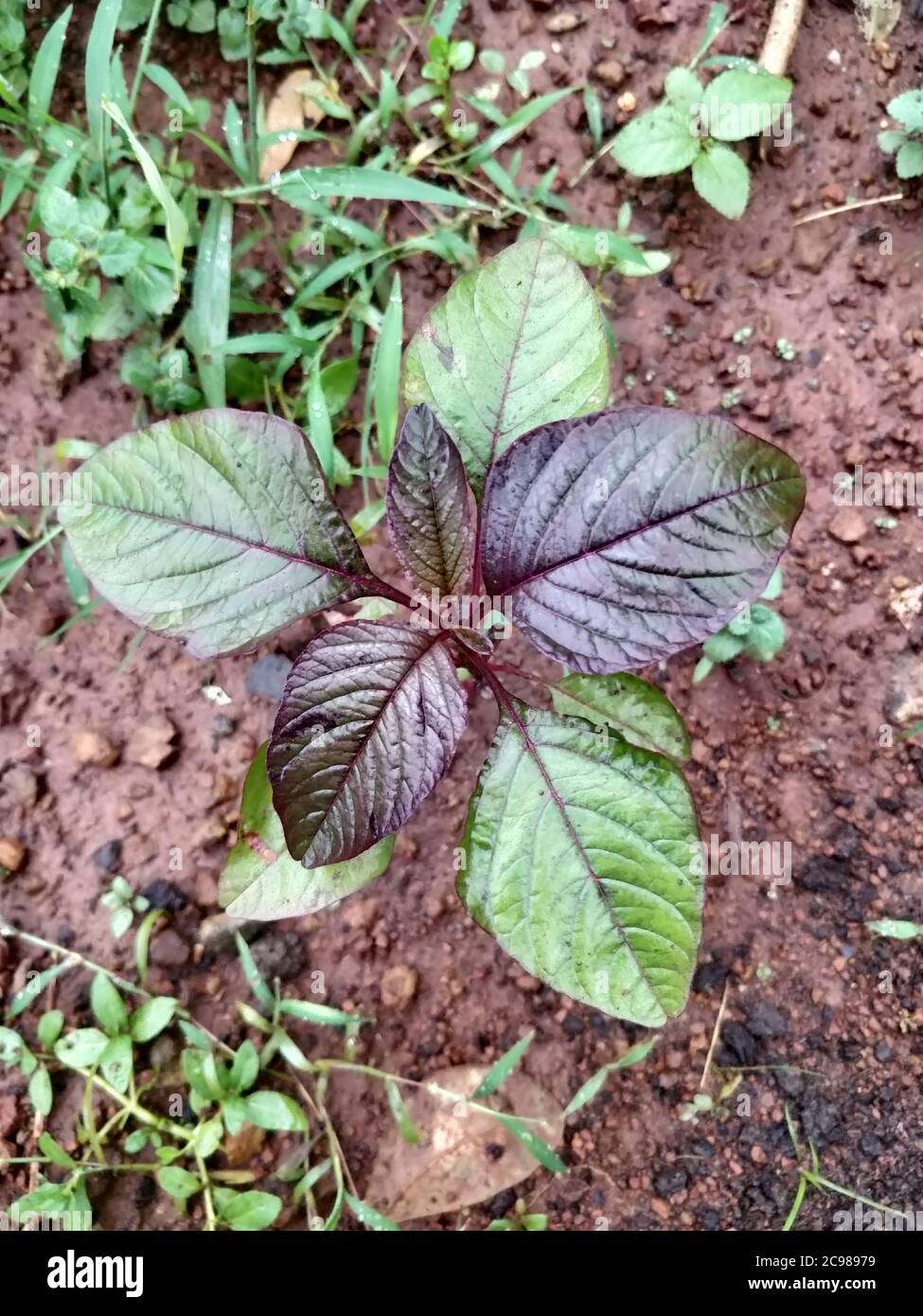 Vertical top view of purple ruffles basil on the ground after rain ...
