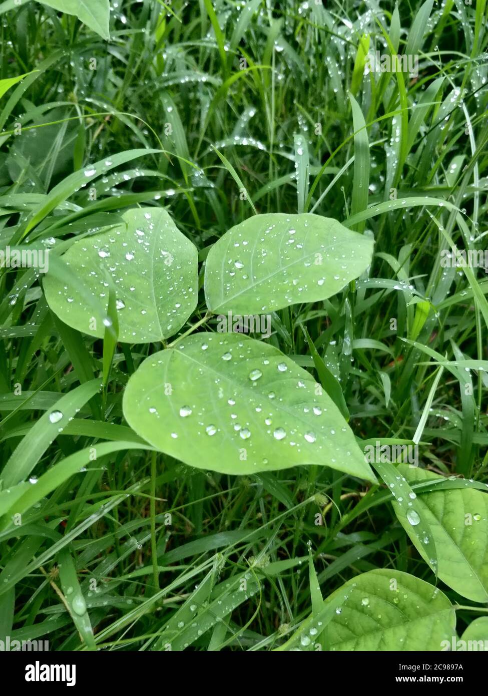 Vertical closeup shot of fresh dew on leaves on background of grass ...