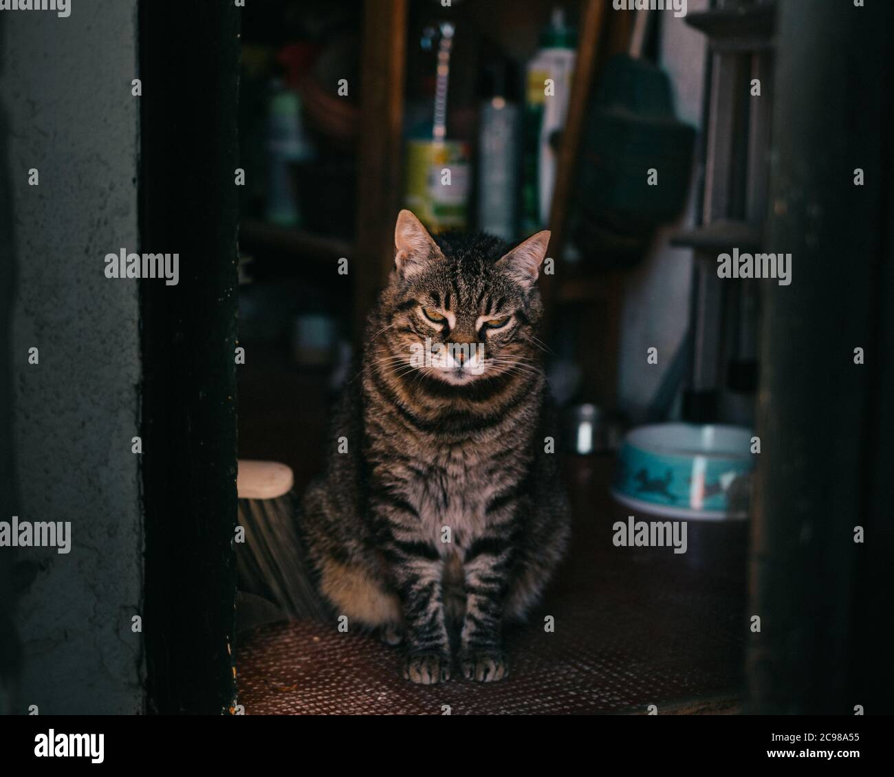 Tabby cats expression hi-res stock photography and images - Alamy