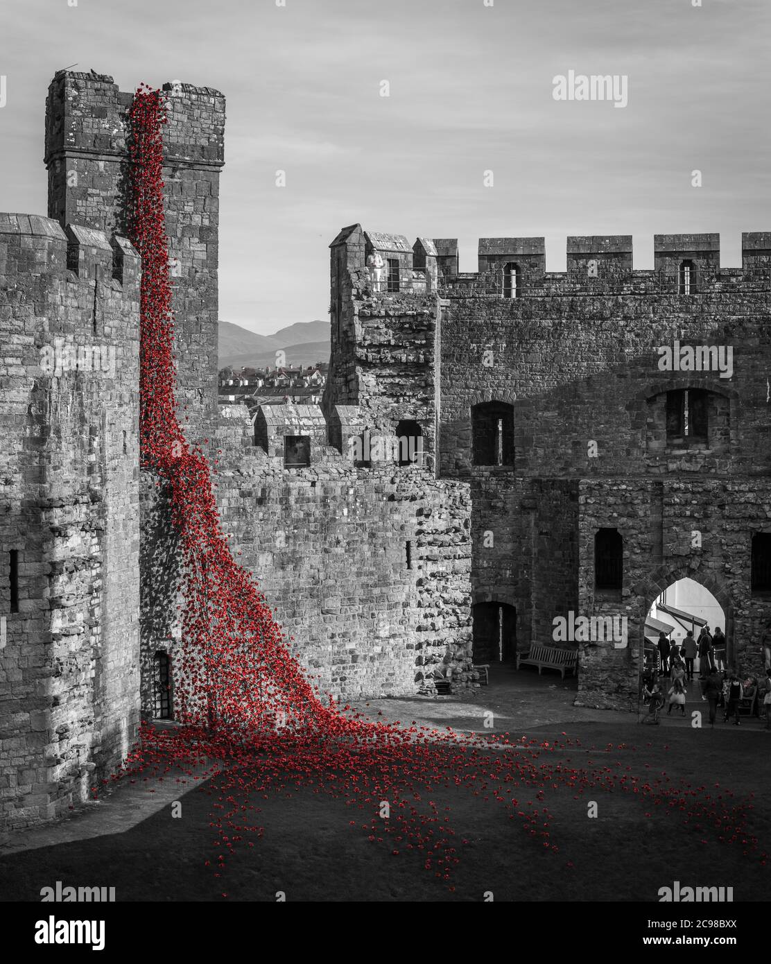 Poppies at caernarfon castle hi-res stock photography and images - Alamy
