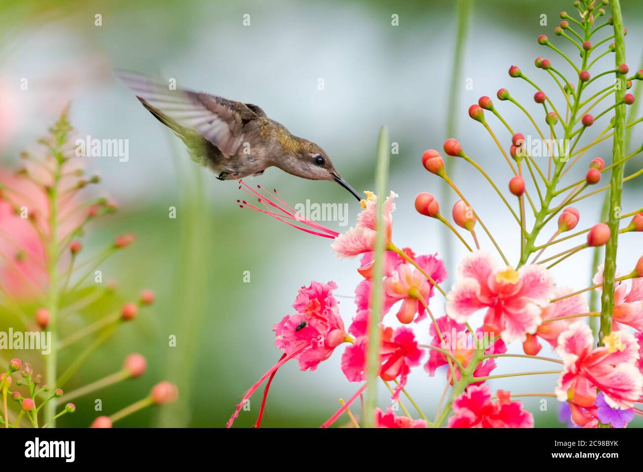 Female Ruby Topaz hummingbird feeding on Pride of Barbados flower. Bird ...