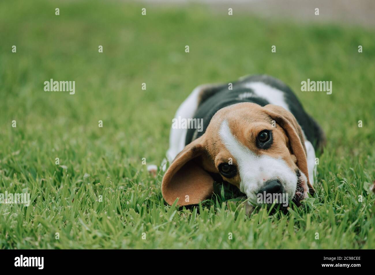 Cute male Beagle puppy, 3 months old, laying on the green grass Stock ...