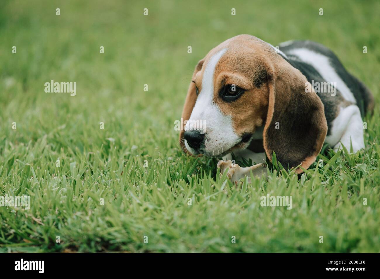 Cute male Beagle puppy, 3 months old, laying on the green grass Stock ...
