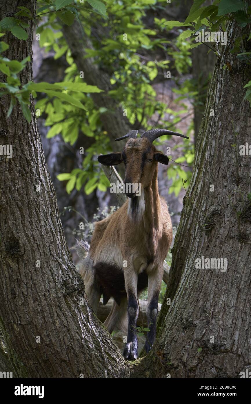 Vertical shot of a brown goat standing in the middle of trees in a ...