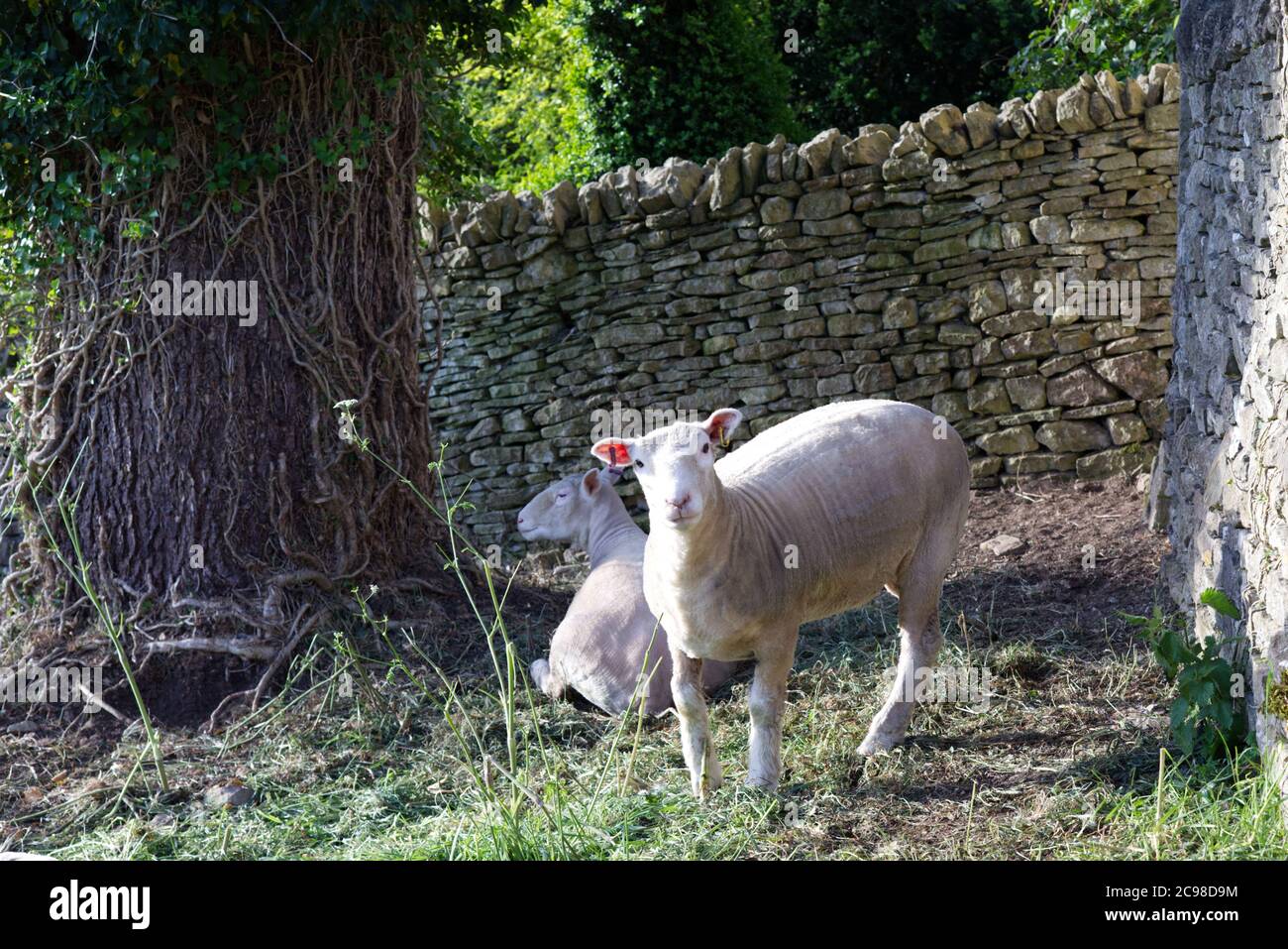 sheared sheep in a stone walled garden Stock Photo - Alamy