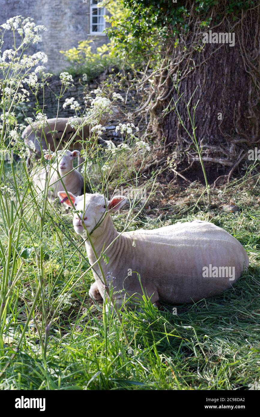 sheared sheep in a stone walled garden Stock Photo - Alamy
