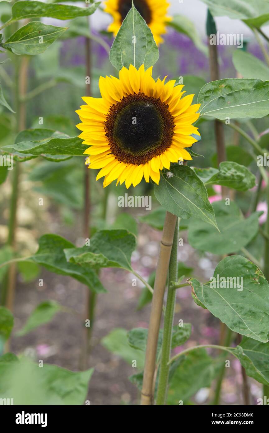 sunflower in the garden Stock Photo - Alamy