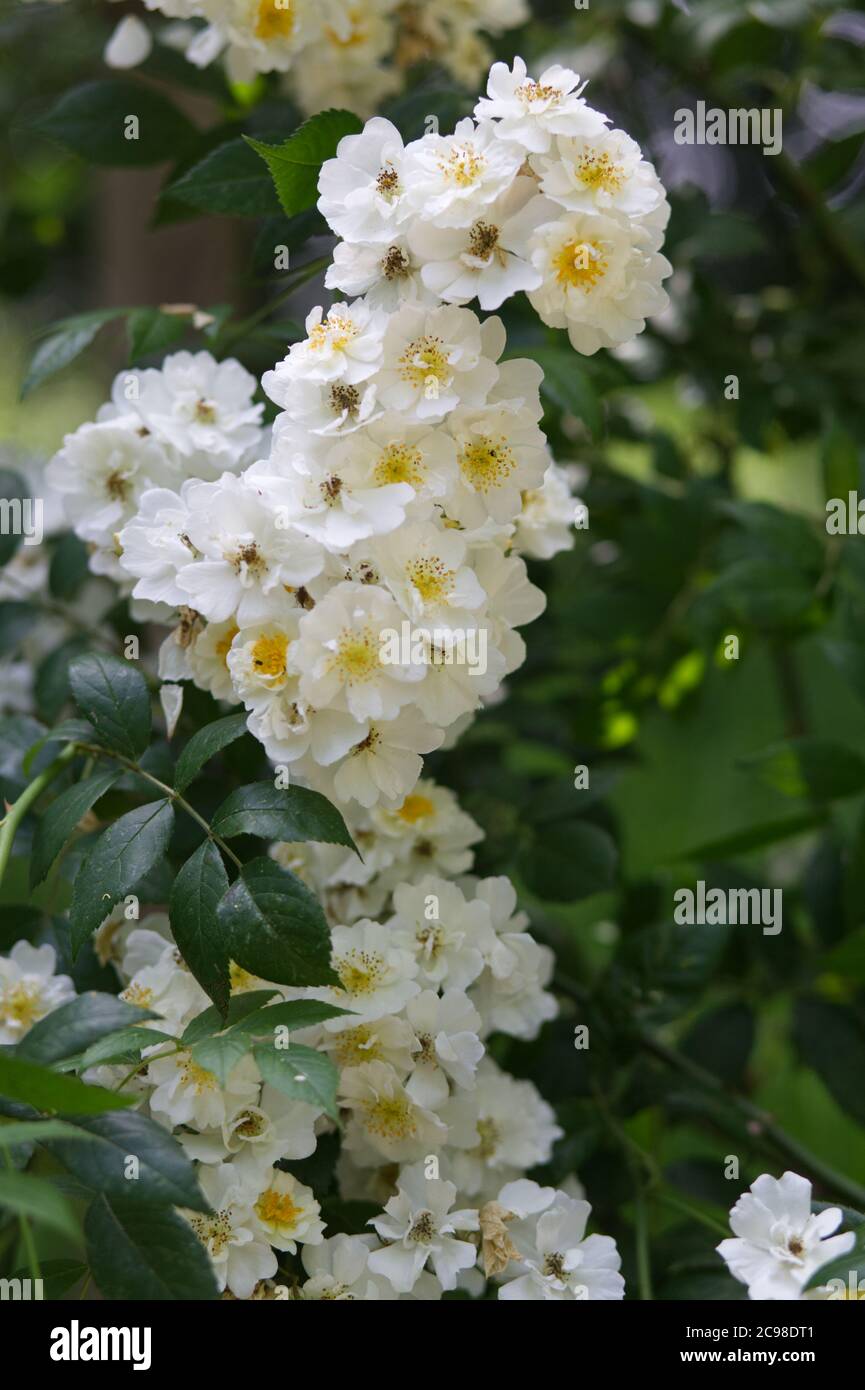 Decorative apple tree flowering hi-res stock photography and images - Alamy