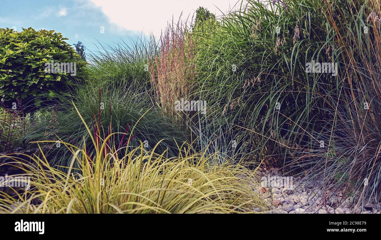 Colorful Garden Decorative Grasses. Gardening and Landscaping Theme ...