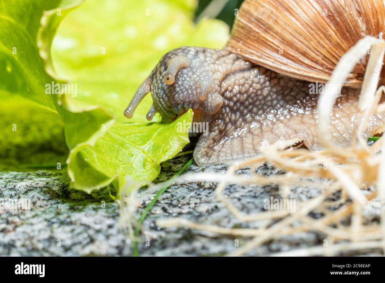 Macro close-up of a Burgundy snail eating a lettuce leaf with the ...