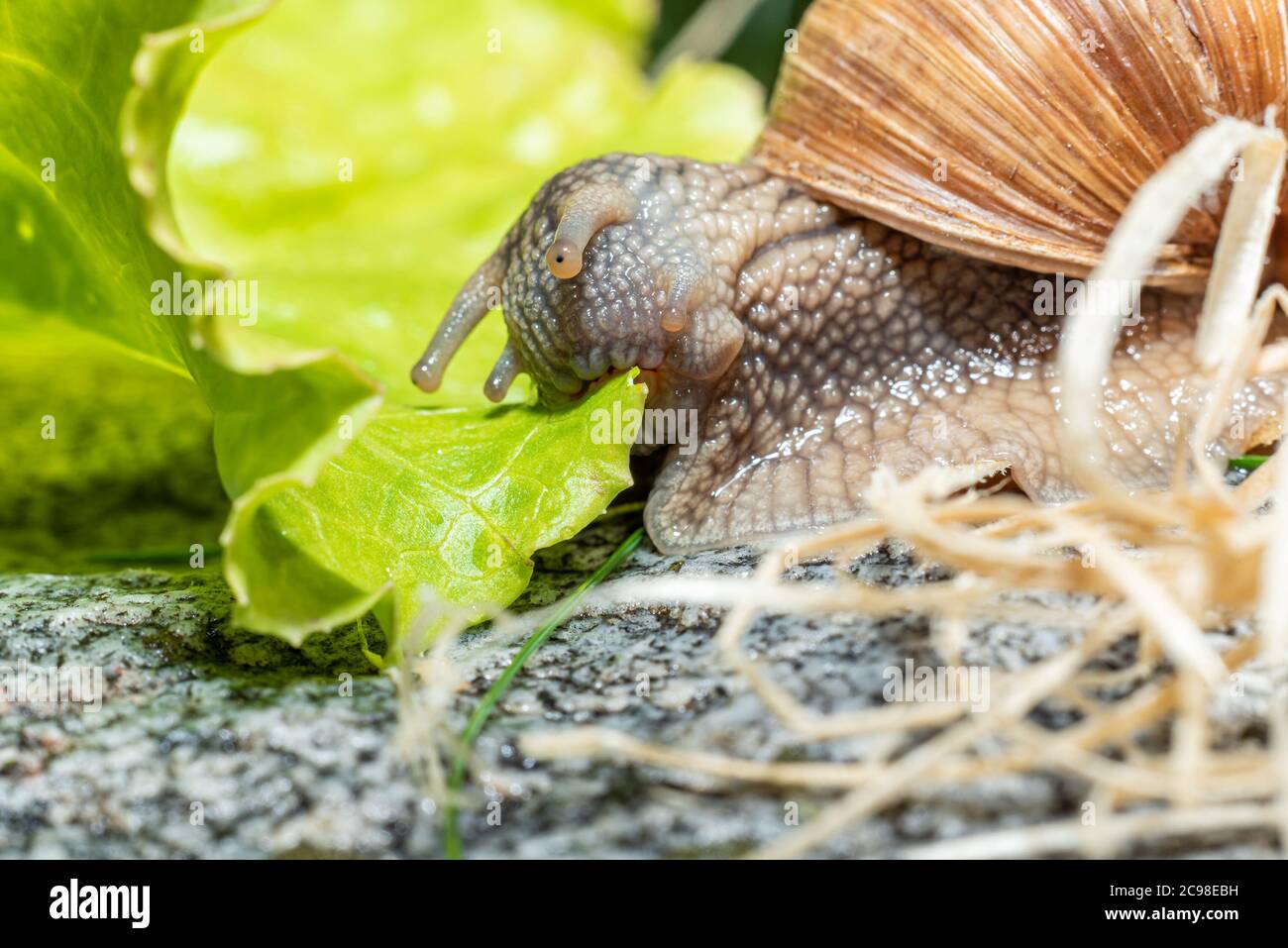 Macro close-up of a Burgundy snail eating a lettuce leaf with the ...