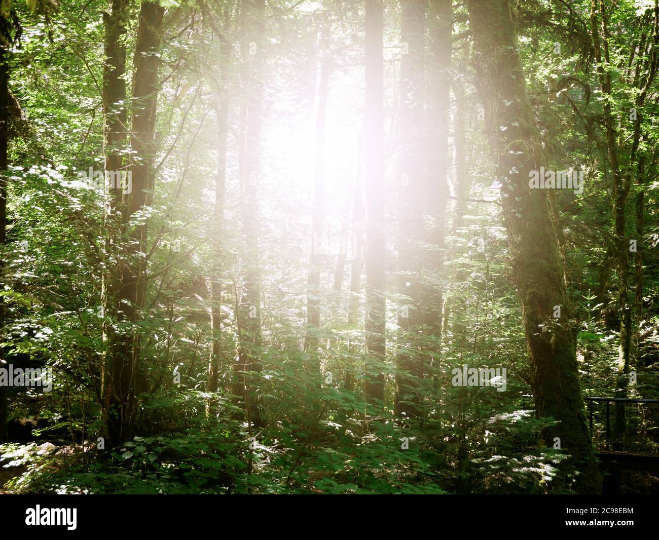 Primal forest primal atmosphere hi-res stock photography and images - Alamy