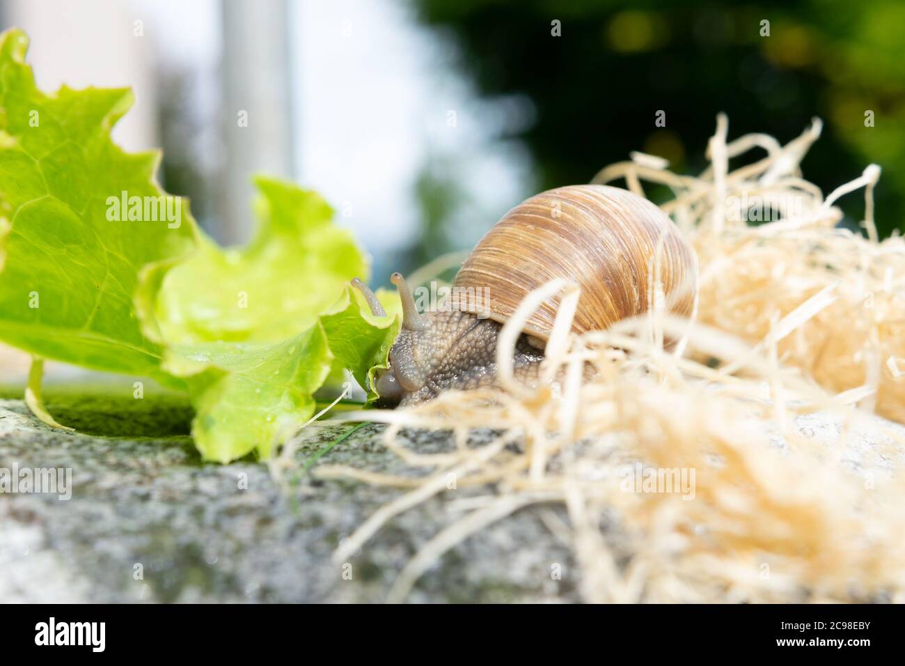 Radula hi-res stock photography and images - Alamy