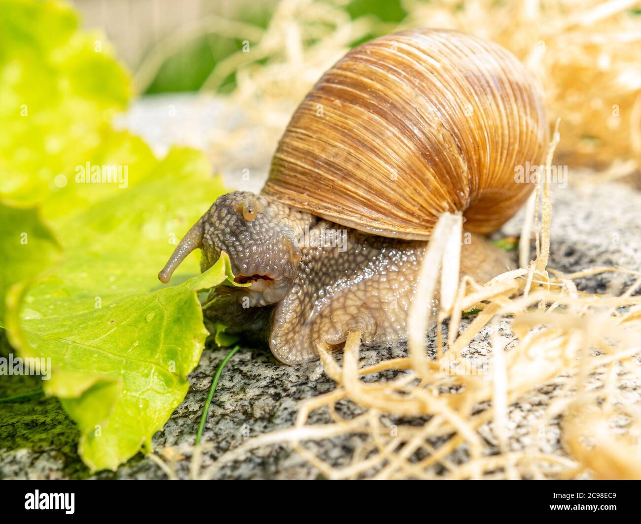 In Slide Radula In Molluscs