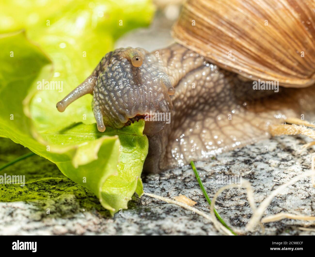 Open mouth breathing hi-res stock photography and images - Alamy