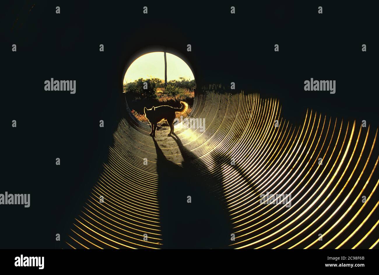 Dogs Shadow inside a storm water pipe, Pilbara, Northwest Australia ...