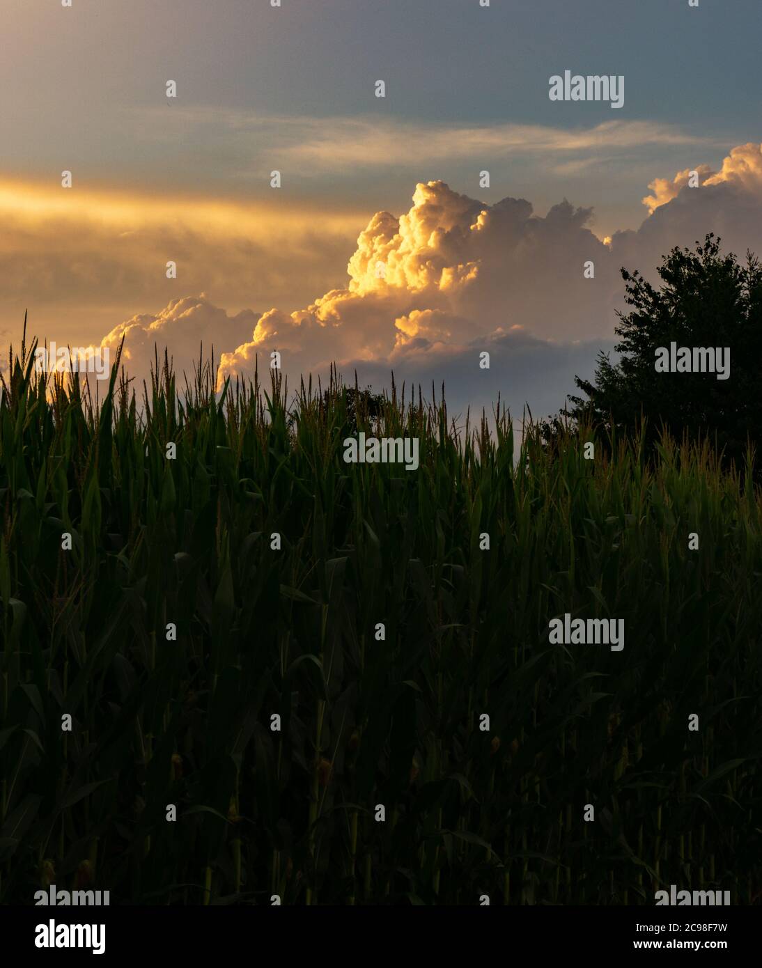 Sunlight hitting leaves hi-res stock photography and images - Alamy