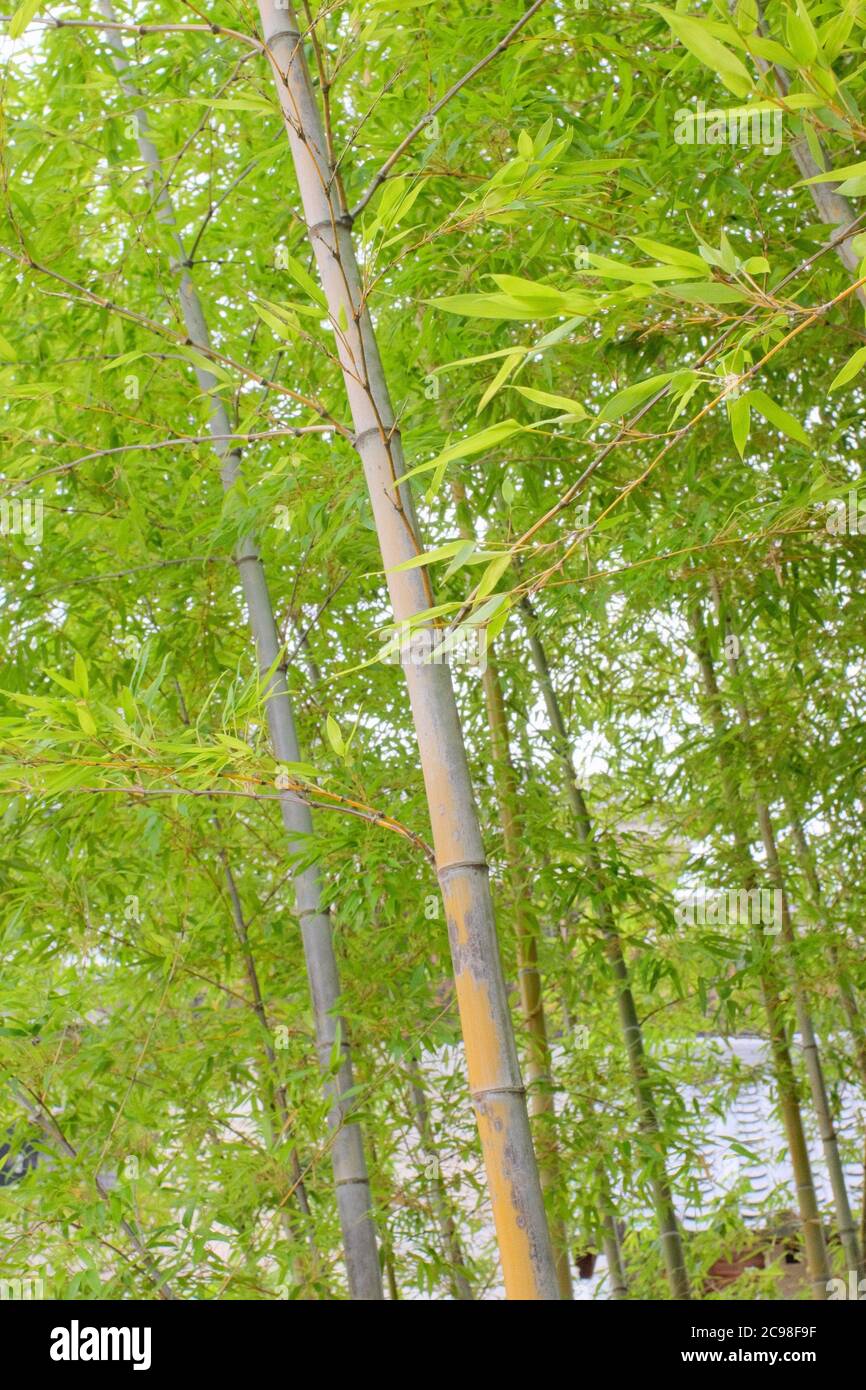 Vertical shot of a bamboo tree in the forest - perfect for mobile Stock ...