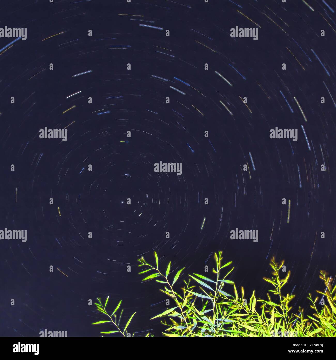 The green plants and a starry sky with long exposure Stock Photo - Alamy