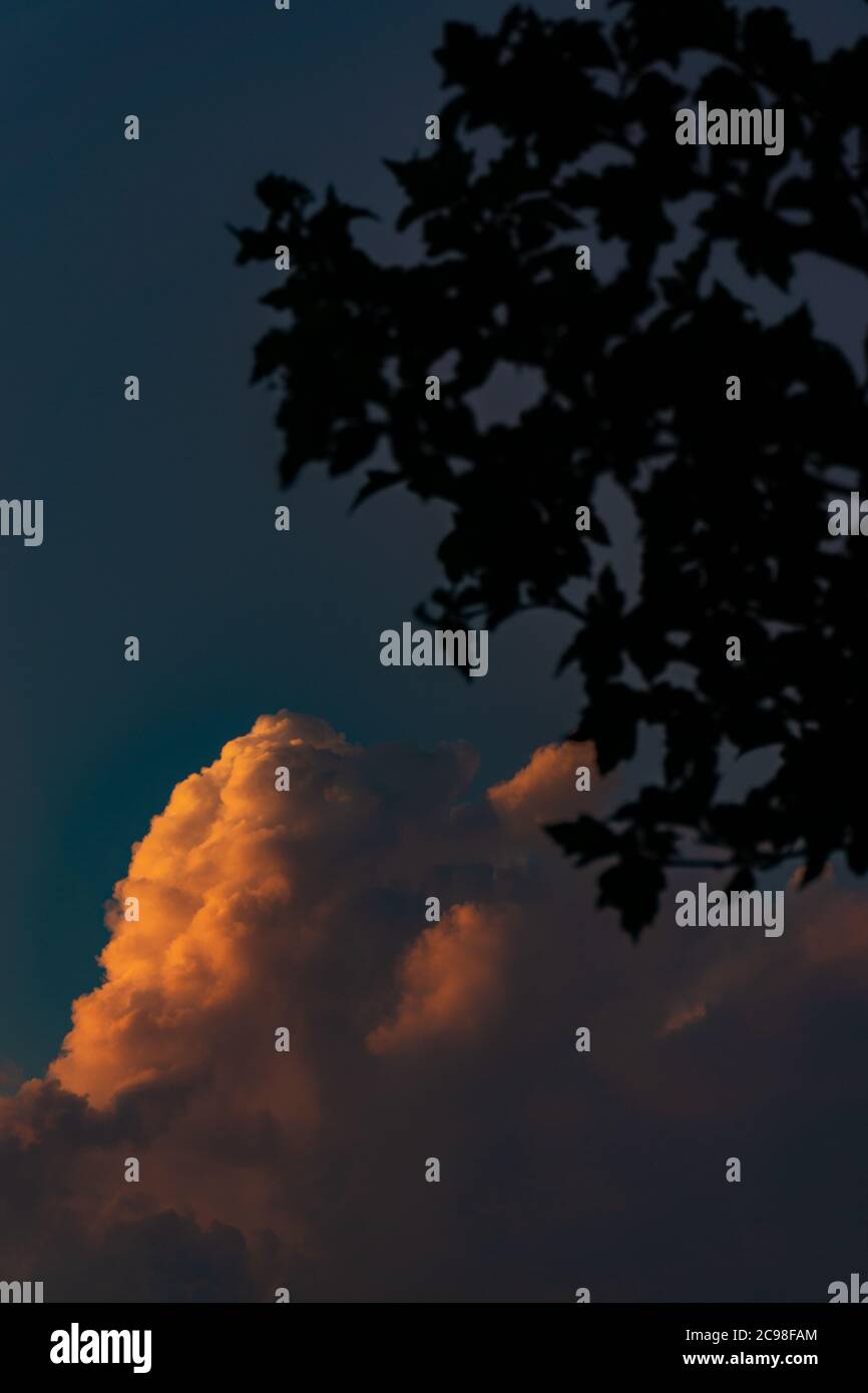 Sunlight hitting leaves hi-res stock photography and images - Alamy