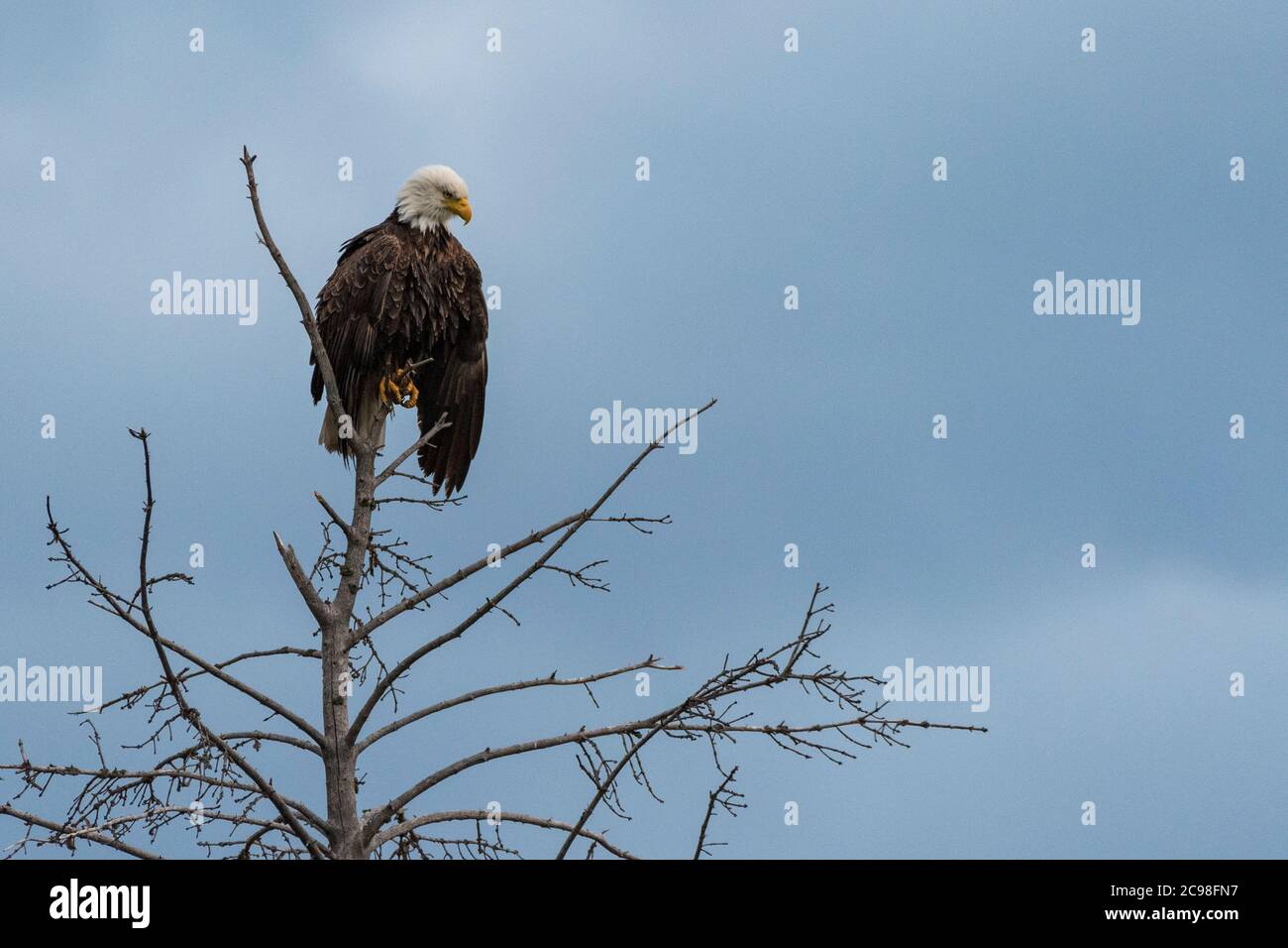 Bald Eagle (Haliaeetus leucocephalus), Banff National Park, Canada ...