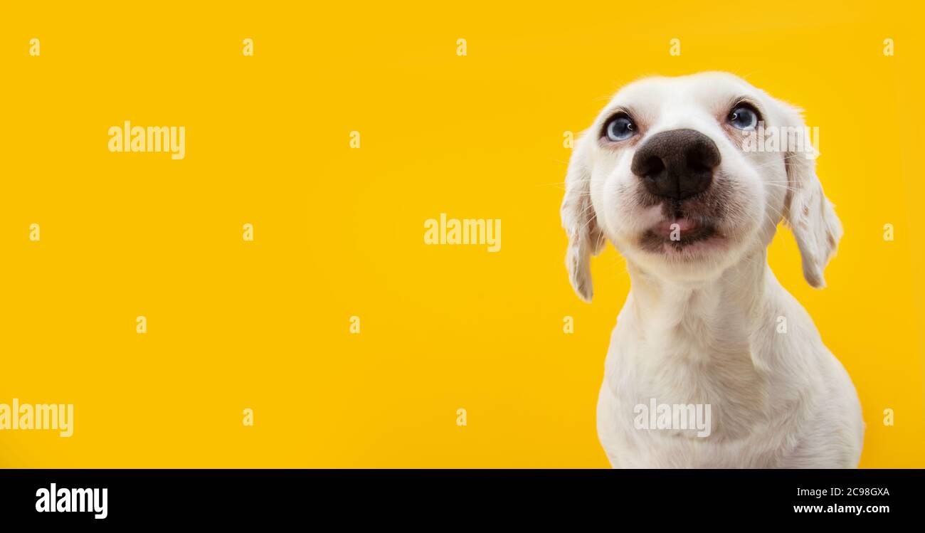 Funny surprised dog puppy isolated on yellow background Stock Photo - Alamy