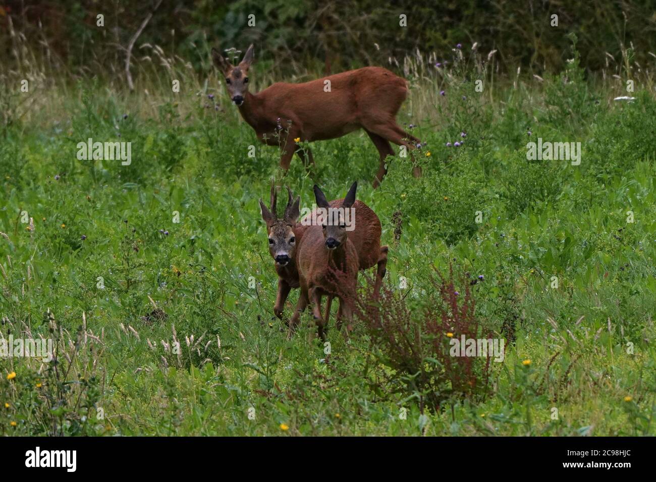Rutting behavior hi-res stock photography and images - Alamy