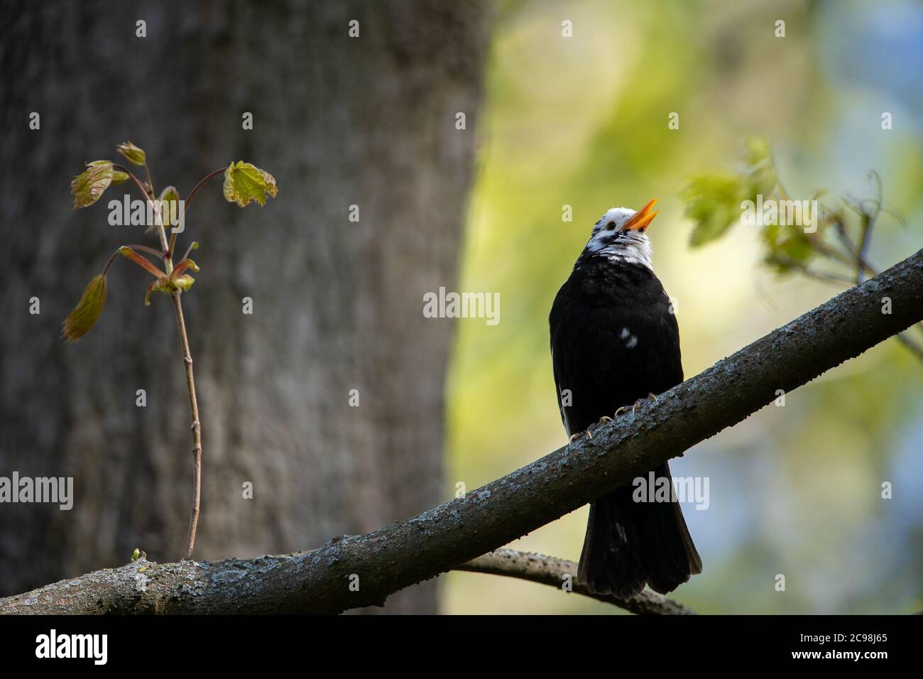 Leucism in birds hi-res stock photography and images - Alamy