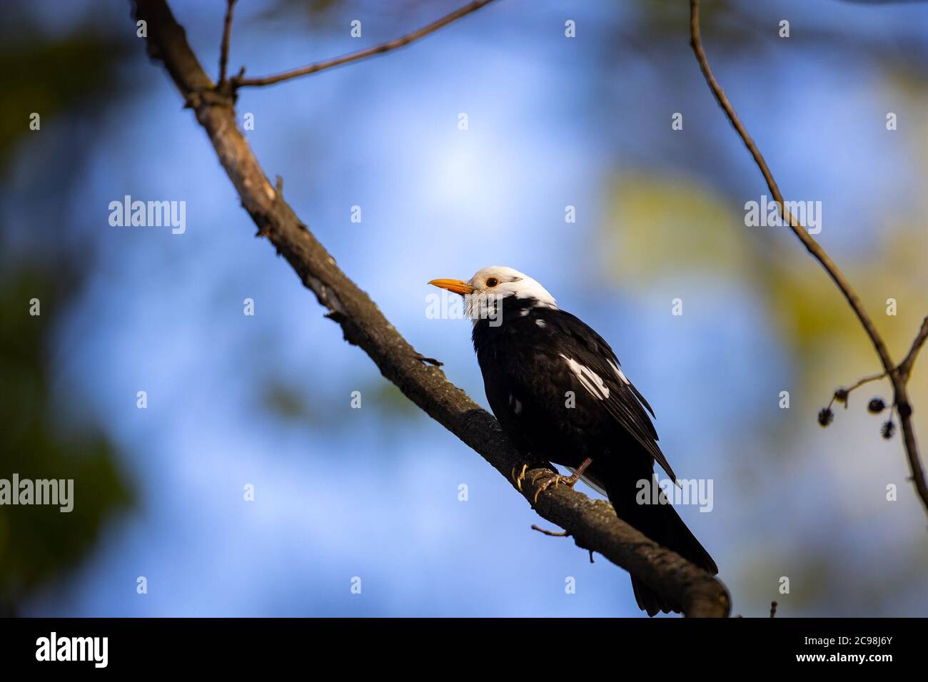 Leucism turdus merula hi-res stock photography and images - Alamy