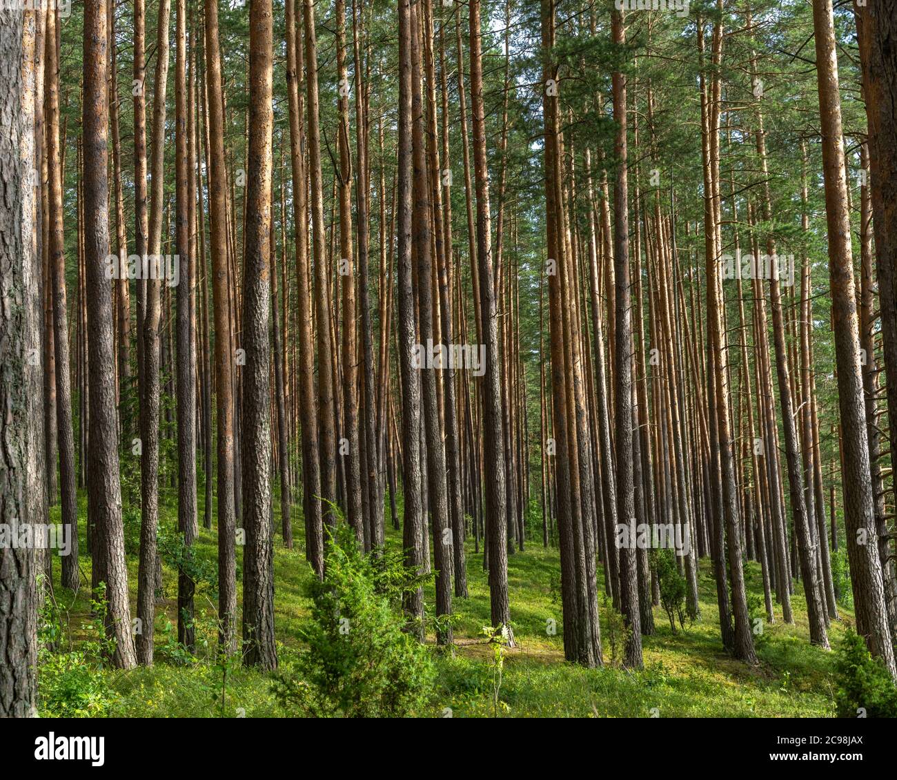 Fascinating ancinet baltic pine tree forests in the Aukstaitija ...