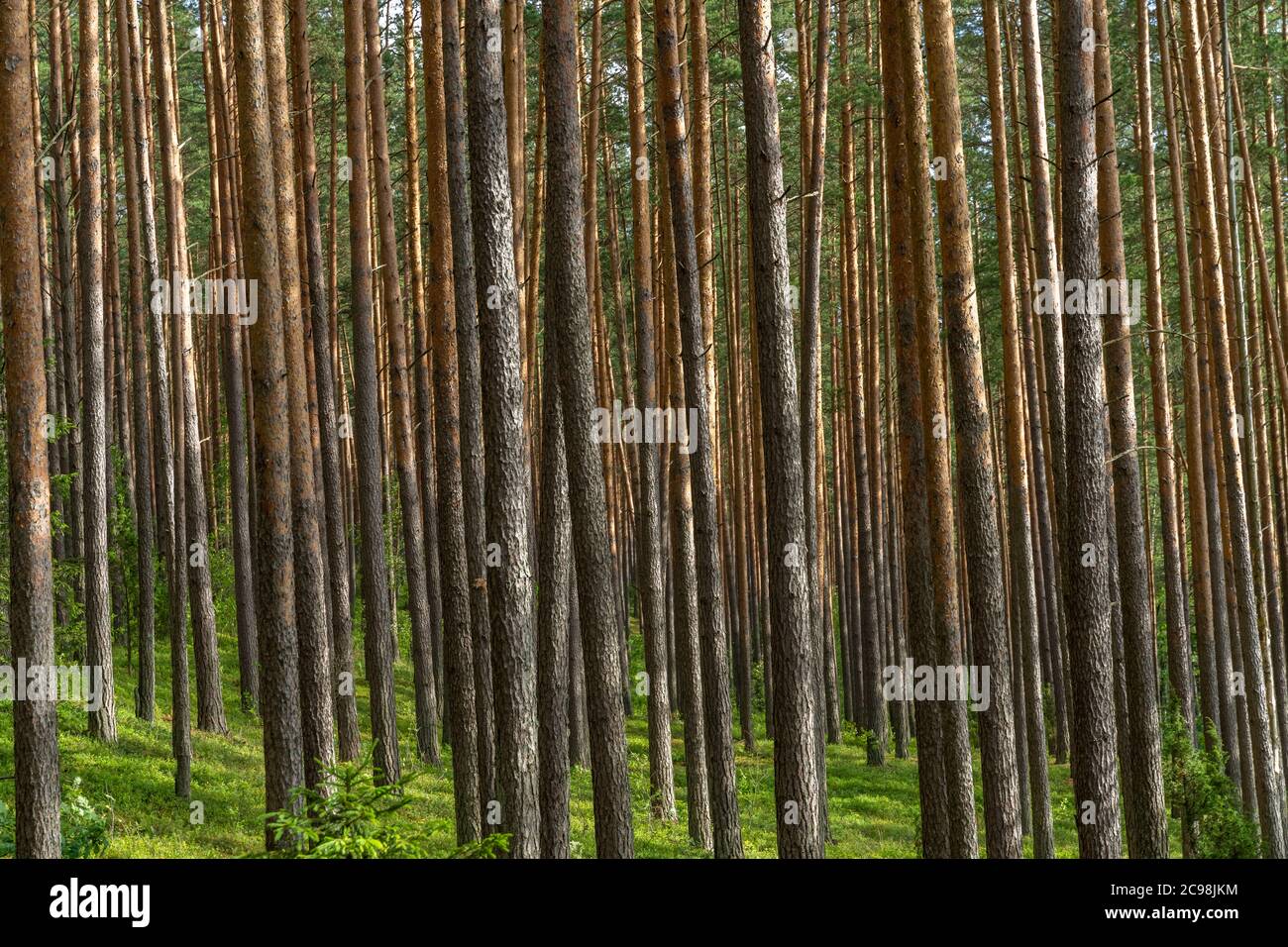 Fascinating ancinet baltic pine tree forests in the Aukstaitija ...
