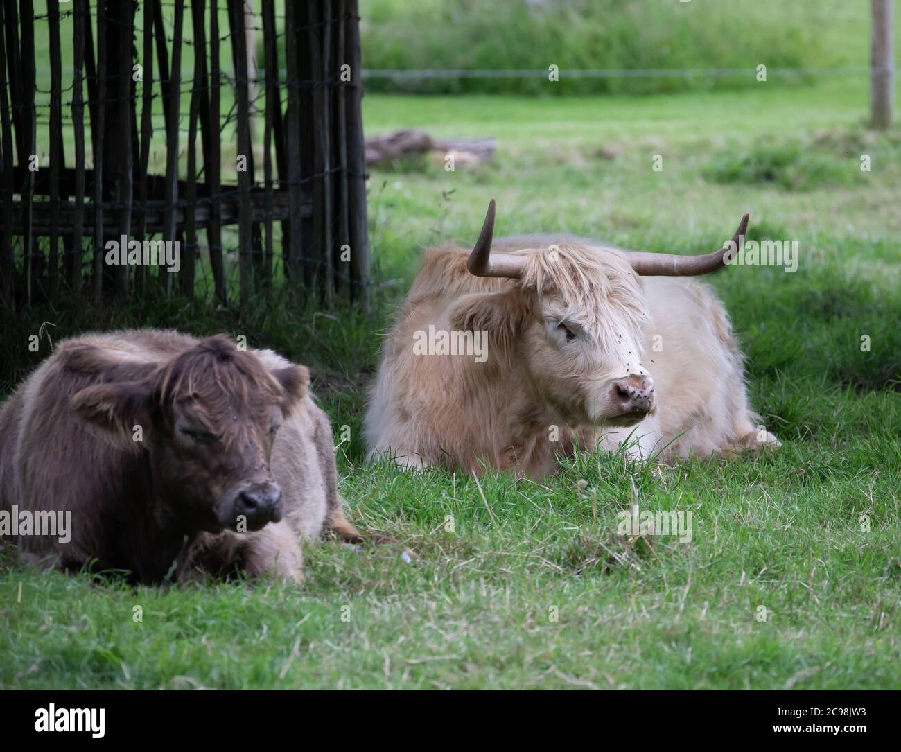 Highland Cattle sit under a tree to shade from the sunshine in Eynsford ...